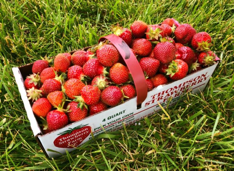 10 Best Berry Picking Farms Around Milwaukee (2025) - Milwaukee With Kids