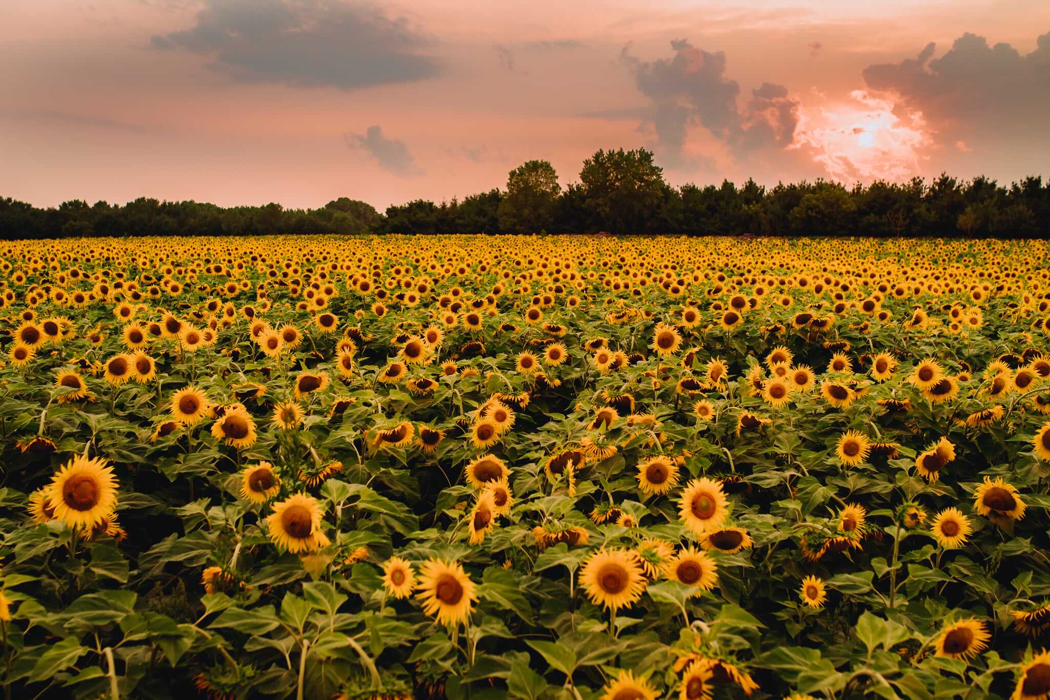 12 Best Sunflower Farms & Fields Near Milwaukee (2025 Guide ...