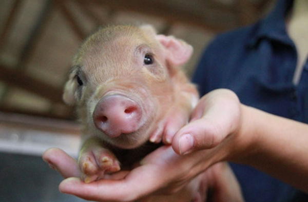 Your Family Guide To Wisconsin State Fair (2022) - Milwaukee with Kids