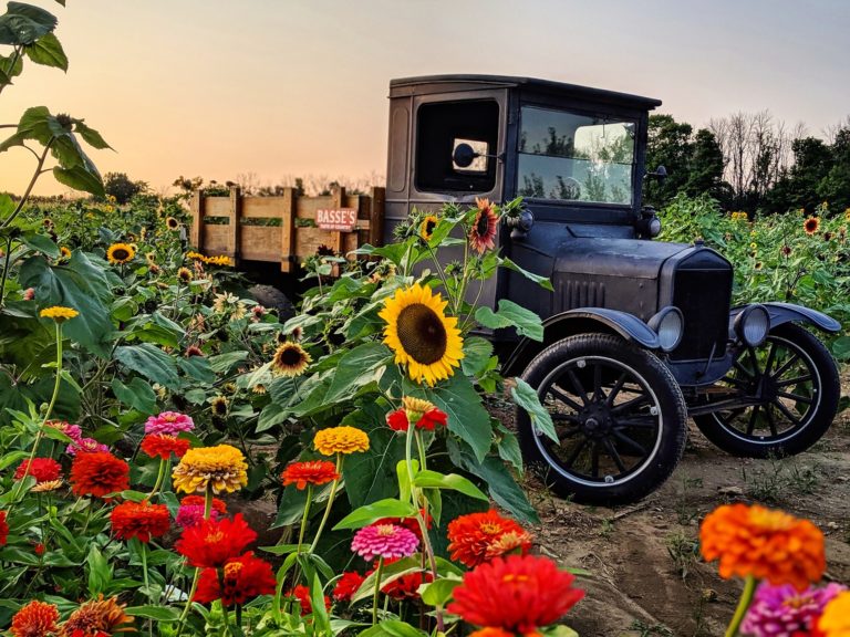 12 Best Sunflower Farms & Fields Near Milwaukee (2025 Guide ...