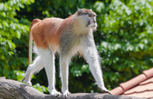 50 Mind-Blowing Monkey Facts Your Kids Will Love (2024) - Milwaukee ...