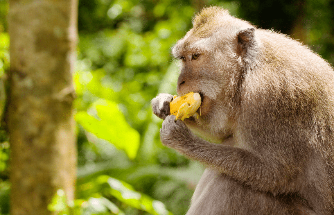 50 Mind-Blowing Monkey Facts For Kids (2026) - Milwaukee With Kids