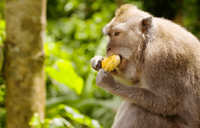 50 Mind-Blowing Monkey Facts For Kids (2026) - Milwaukee With Kids