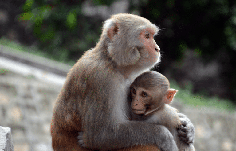 50 Mind-Blowing Monkey Facts For Kids (2026) - Milwaukee With Kids