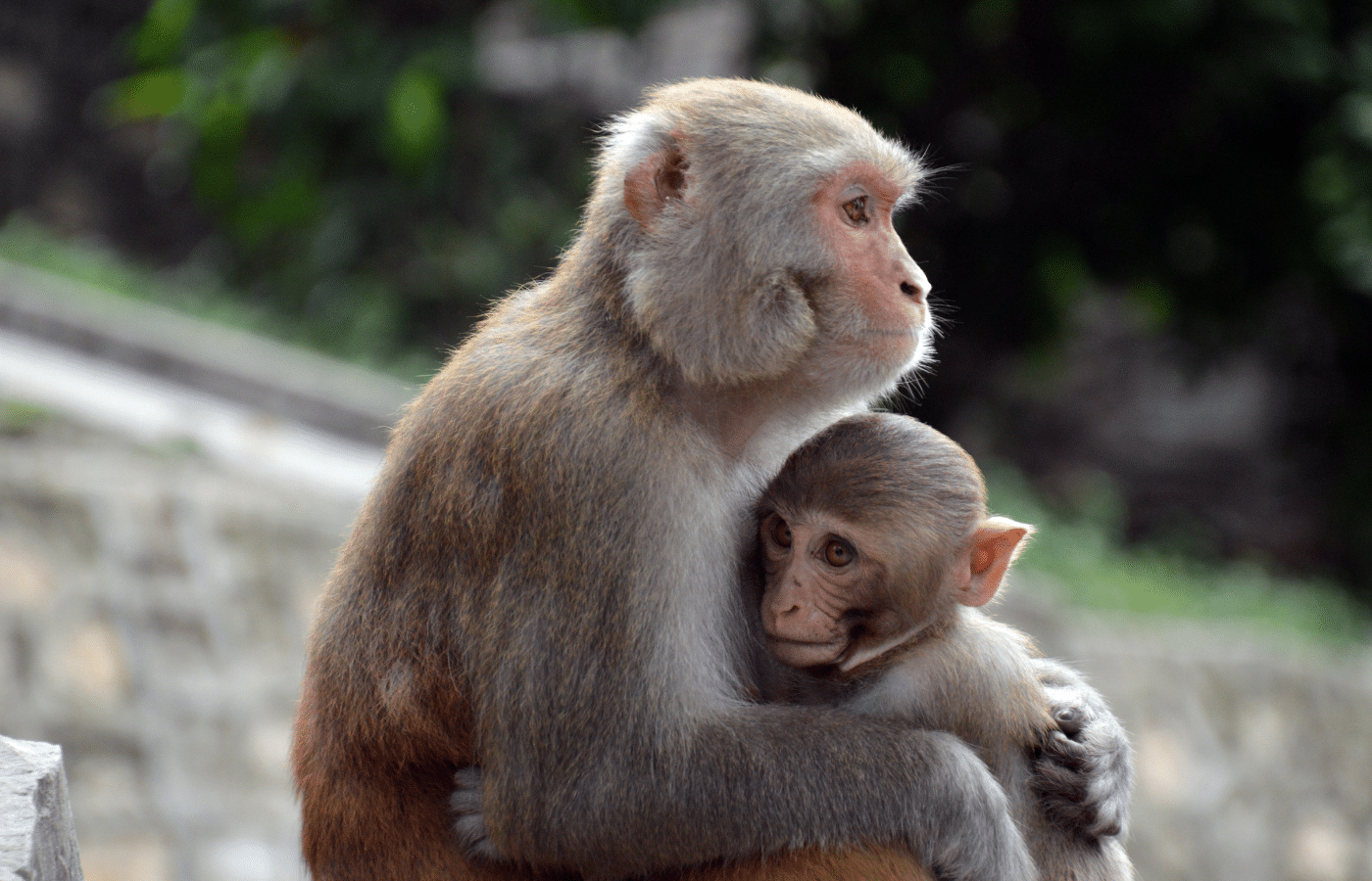 50 Mind-Blowing Monkey Facts For Kids (2026) - Milwaukee With Kids