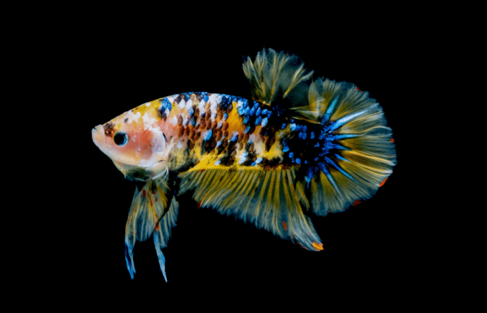 125 Fin-Tastic Fish Puns & Jokes For Kids (2025) - Milwaukee With Kids