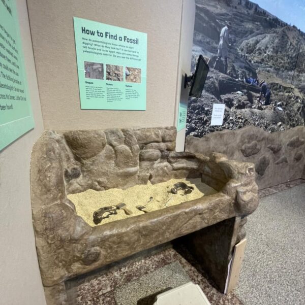 Here's What You'll Find at the Dinosaur Discovery Museum in Kenosha ...
