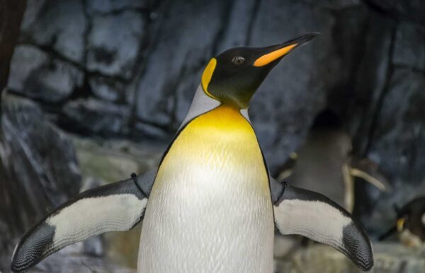 50 Surprising Emperor Penguin Facts Your Kids Will Love (2025 ...