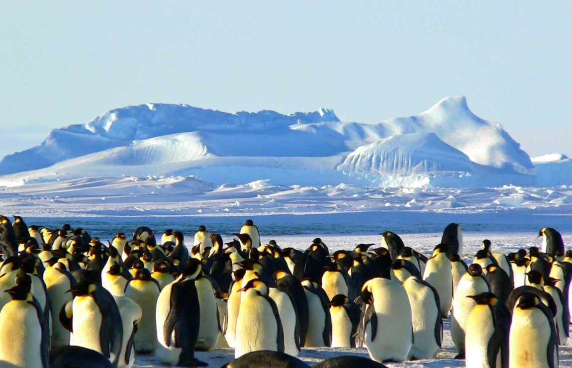 50 Fun Facts About Emperor Penguins For Kids (2025) - Milwaukee With Kids