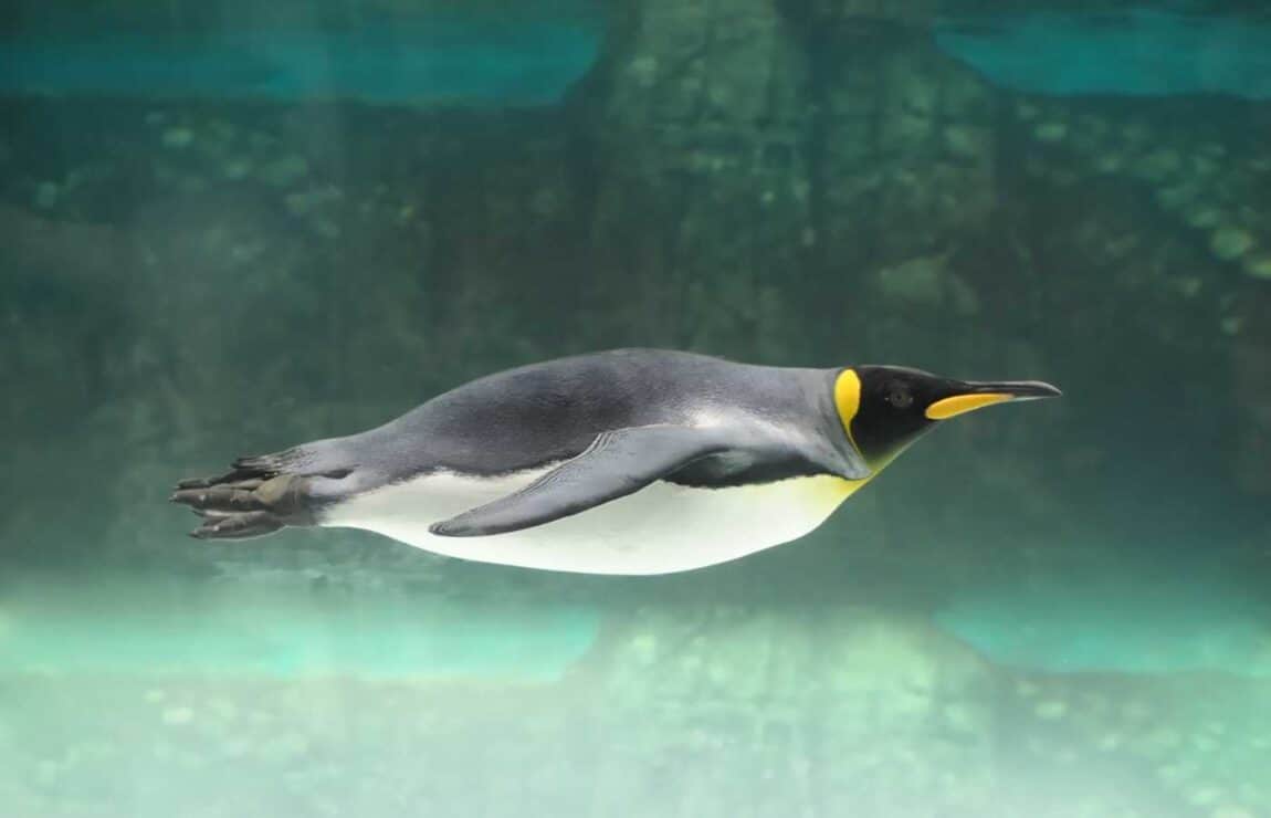 50 Surprising Emperor Penguin Facts Your Kids Will Love (2025 ...