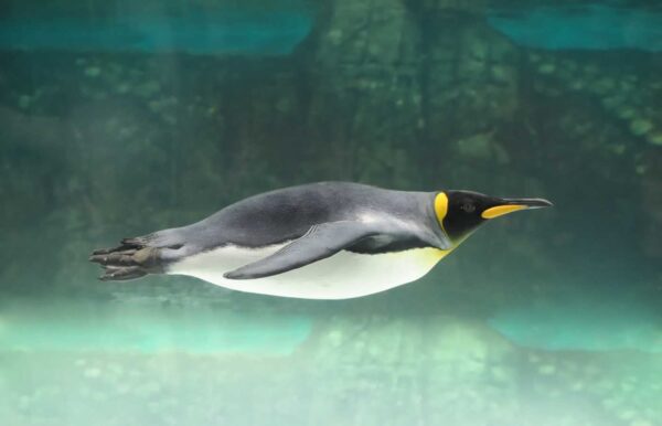 50 Surprising Emperor Penguin Facts Your Kids Will Love (2025 ...