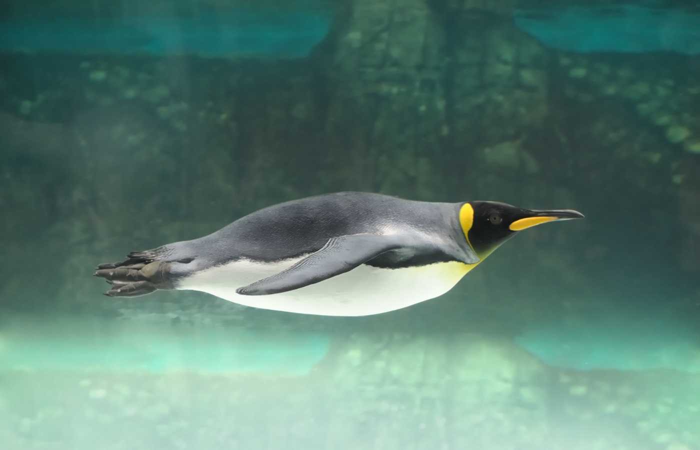 50 Surprising Emperor Penguin Facts Your Kids Will Love (2025 ...