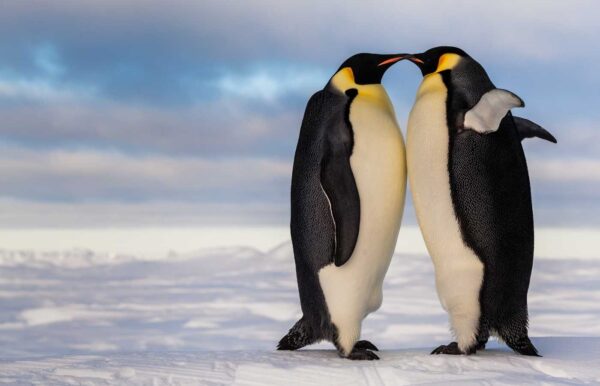 50 Fun Facts About Emperor Penguins For Kids (2025) - Milwaukee With Kids