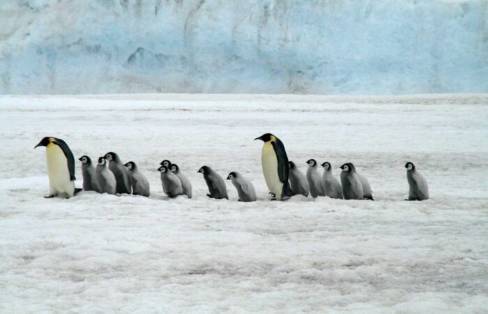 50 Fun Facts About Emperor Penguins For Kids (2025) - Milwaukee With Kids
