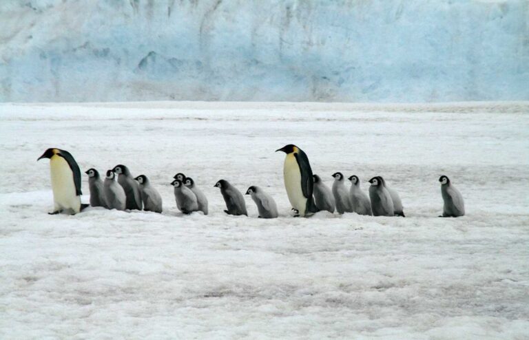 50 Fun Facts About Emperor Penguins For Kids (2025) - Milwaukee With Kids