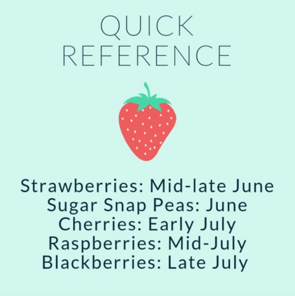 10 Best Berry Picking Farms Around Milwaukee (2025) - Milwaukee With Kids