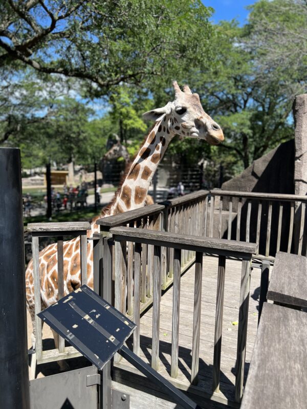 'Giraffe Experience' Open Through September 5th at the Zoo - Milwaukee ...