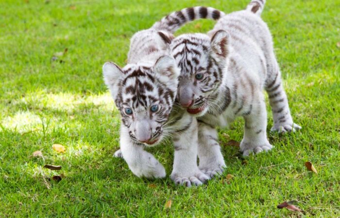 25 Surprising White Tiger Facts For Kids (2026) - Milwaukee With Kids