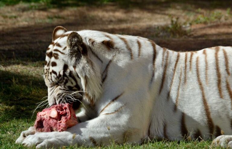 25 Surprising White Tiger Facts For Kids (2026) - Milwaukee With Kids
