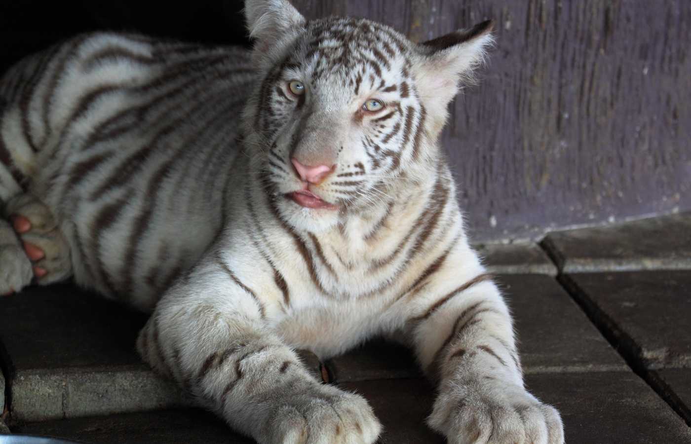 25 Surprising White Tiger Facts For Kids (2025) - Milwaukee With Kids