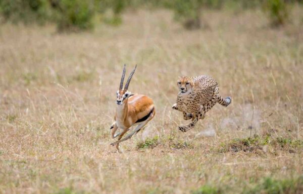 75 Amazing Cheetah Facts Your Kids Will Love (2025) - Milwaukee With Kids