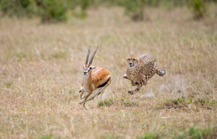 75 Amazing Cheetah Facts Your Kids Will Love (2025) - Milwaukee With Kids