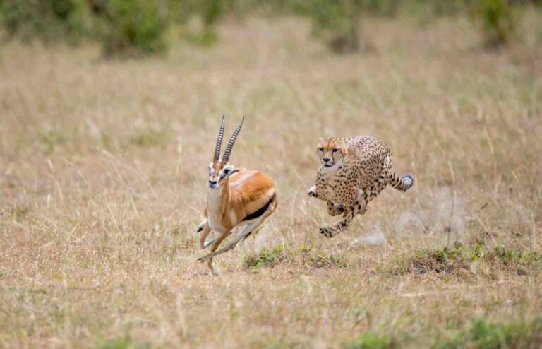 75 Amazing Cheetah Facts Your Kids Will Love (2025) - Milwaukee With Kids