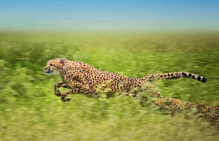 75 Amazing Cheetah Facts Your Kids Will Love (2025) - Milwaukee With Kids