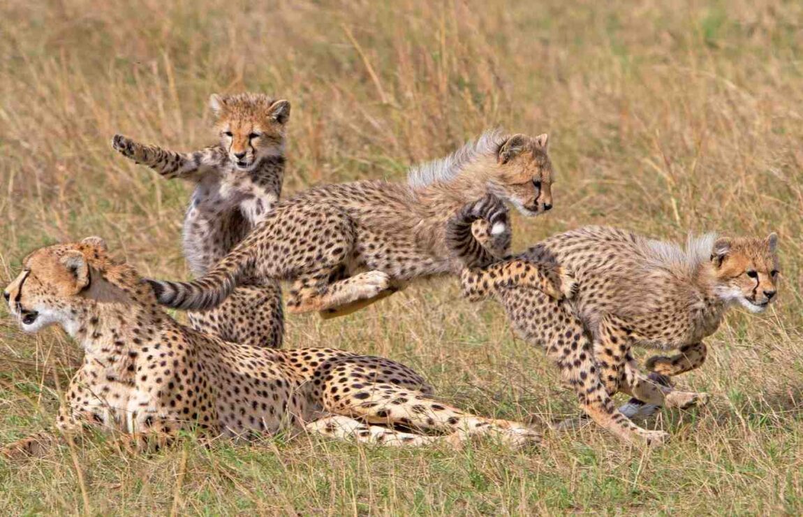 75 Amazing Cheetah Facts Your Kids Will Love (2025) - Milwaukee With Kids