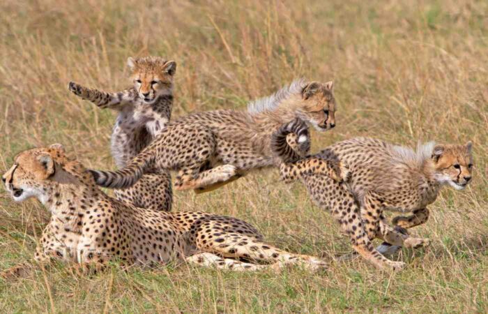 75 Amazing Cheetah Facts Your Kids Will Love (2025) - Milwaukee With Kids