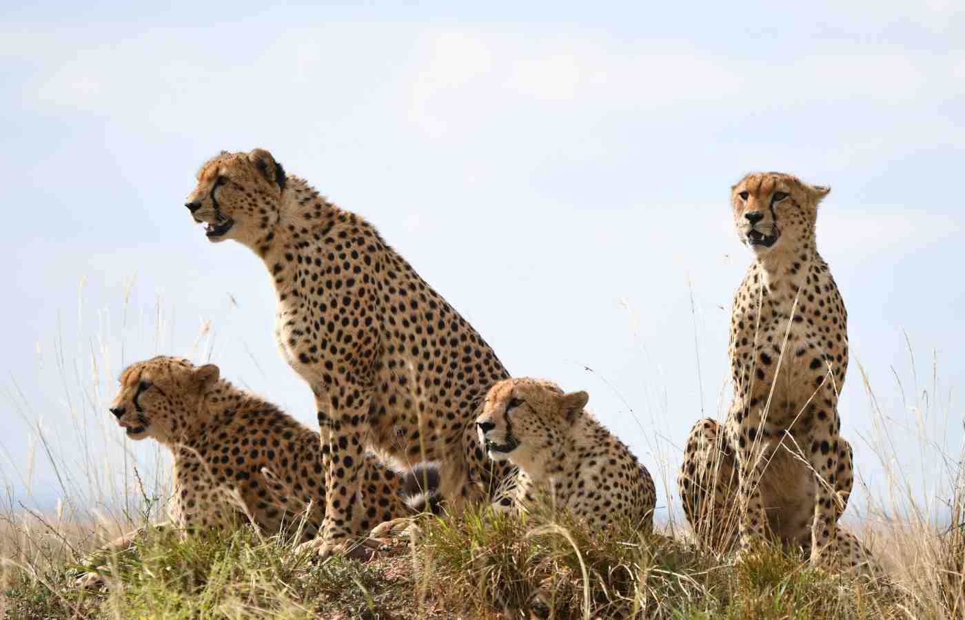 75 Amazing Cheetah Facts Your Kids Will Love (2025) - Milwaukee With Kids