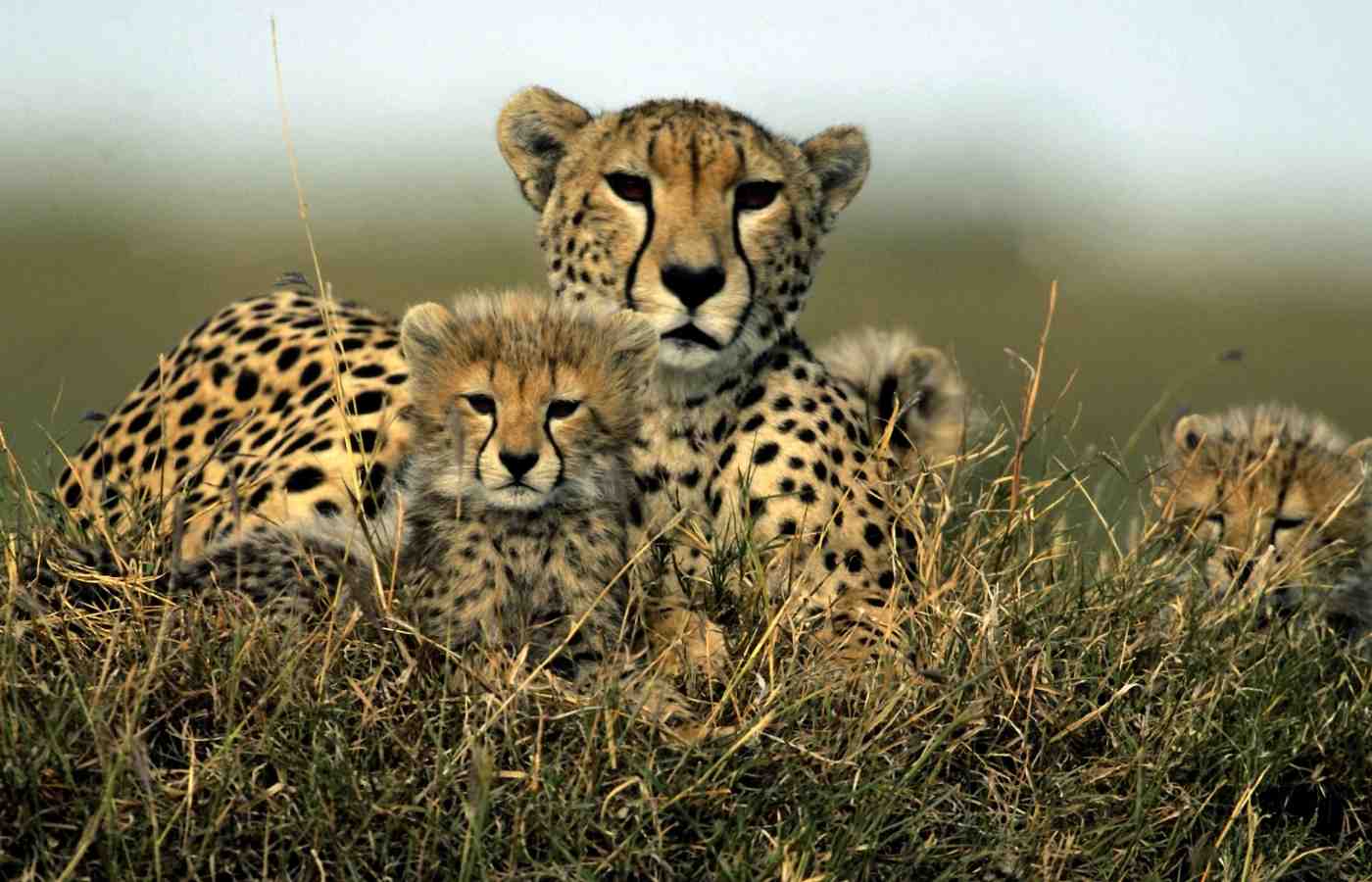 75 Amazing Cheetah Facts Your Kids Will Love (2025) - Milwaukee With Kids