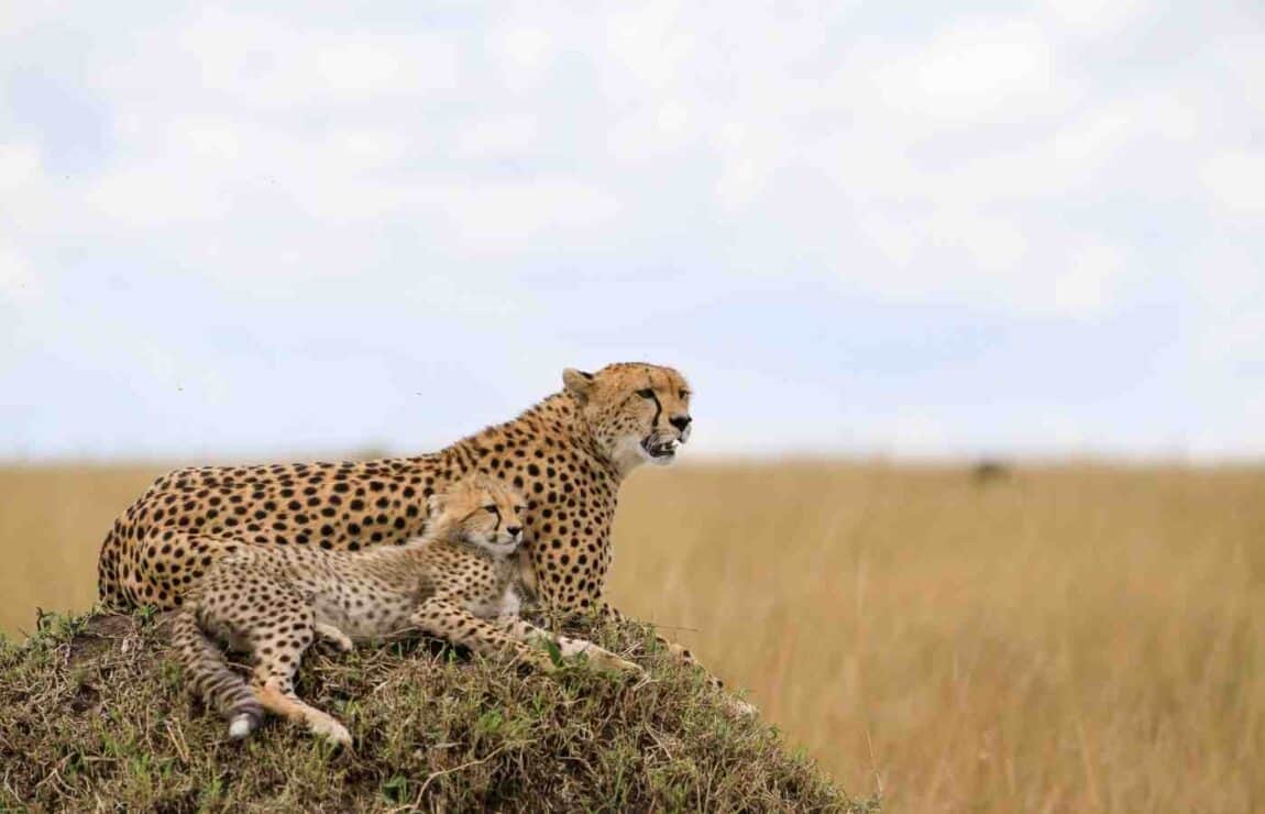 75 Amazing Cheetah Facts Your Kids Will Love (2025) - Milwaukee With Kids