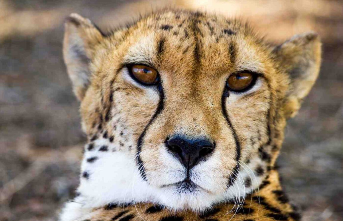 75 Amazing Cheetah Facts Your Kids Will Love (2025) - Milwaukee With Kids