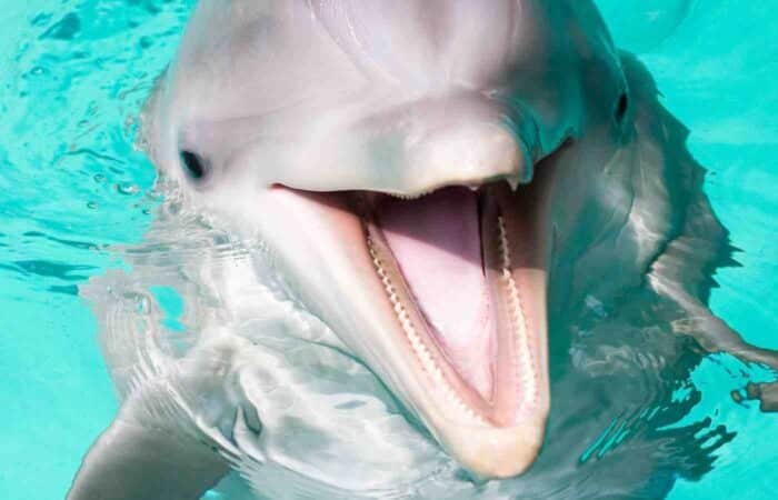 100 Mind-Blowing Facts About Bottlenose Dolphins (2026 Update ...