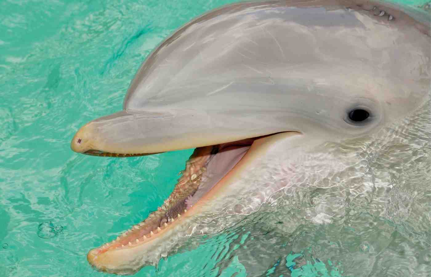 100 Mind-Blowing Facts About Bottlenose Dolphins (2025) - Milwaukee ...