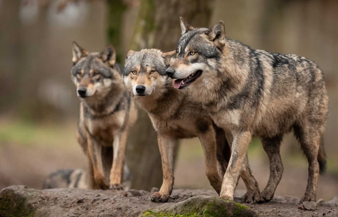 65 Amazing Grey Wolf Facts for Kids (2025) - Milwaukee With Kids