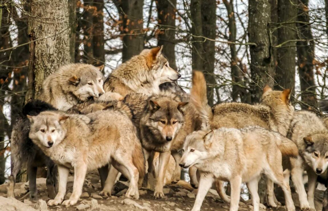 65 Amazing Grey Wolf Facts for Kids (2025) - Milwaukee With Kids