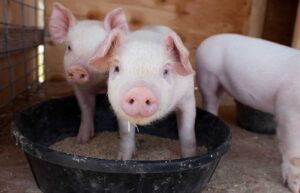 50 Amazing Pig Facts Your Kids Will Love (2025) - Milwaukee With Kids