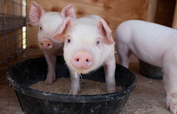 65 Amazing Pig Facts Your Kids Will Love (2025) - Milwaukee With Kids
