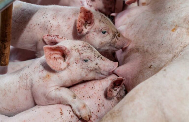 50 Amazing Pig Facts Your Kids Will Love (2025) - Milwaukee With Kids