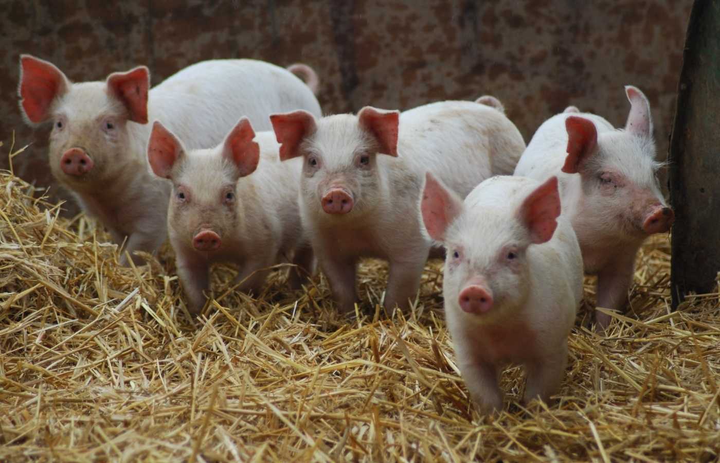 65 Amazing Pig Facts Your Kids Will Love (2025) - Milwaukee With Kids