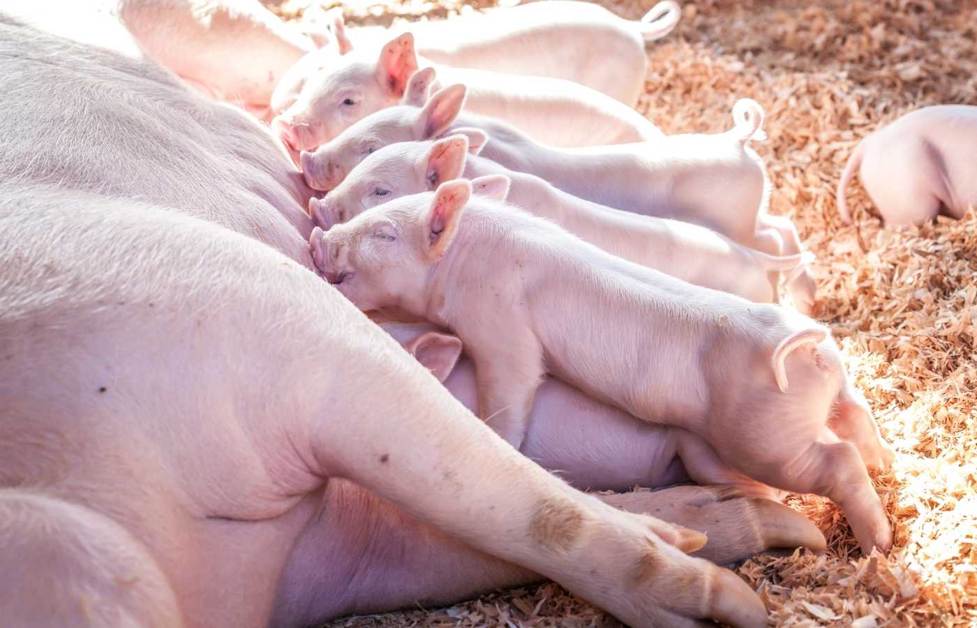 65 Amazing Pig Facts Your Kids Will Love (2025) - Milwaukee With Kids