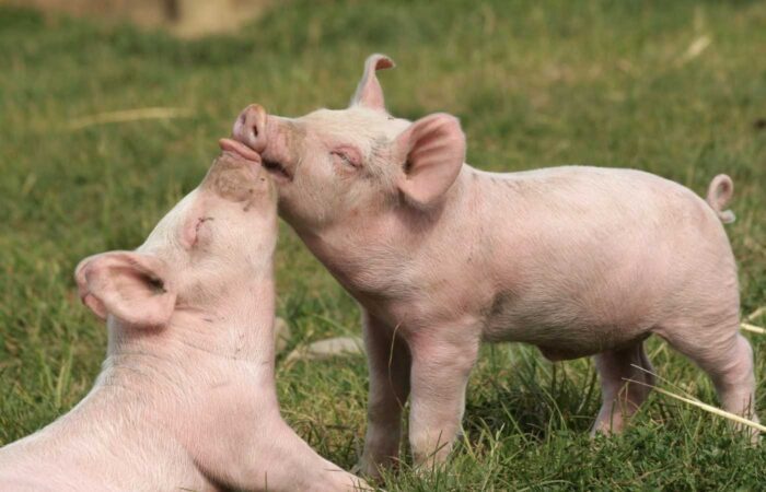 50 Amazing Pig Facts Your Kids Will Love (2025) - Milwaukee With Kids