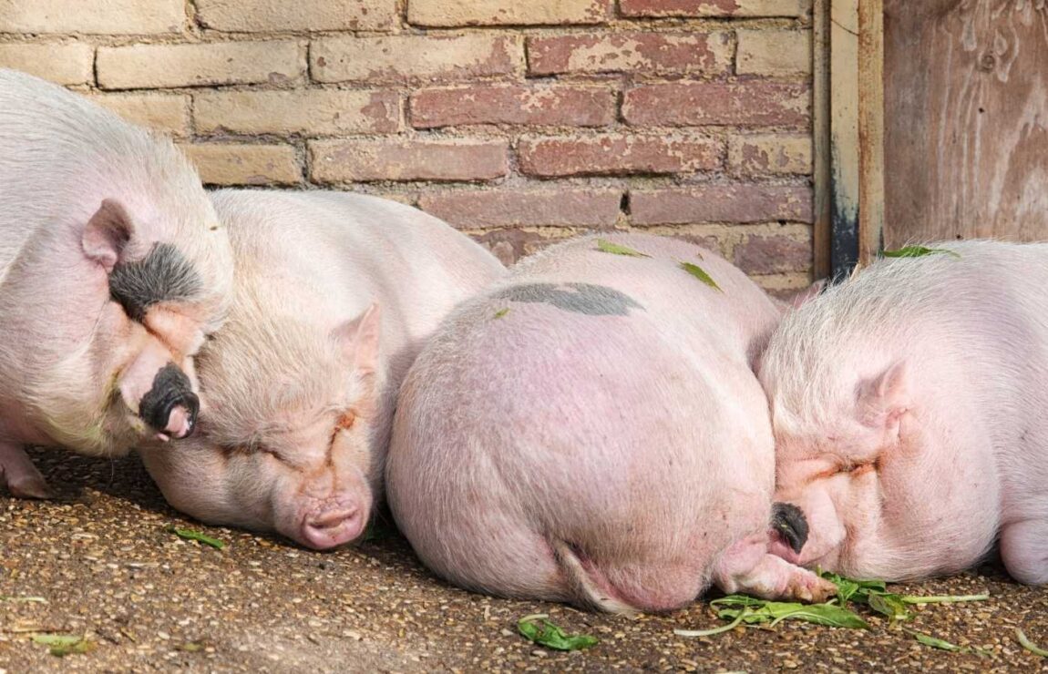 65 Amazing Pig Facts Your Kids Will Love (2025) - Milwaukee With Kids