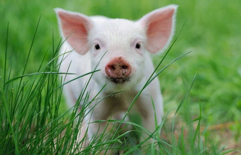 65 Amazing Pig Facts Your Kids Will Love (2025) - Milwaukee With Kids