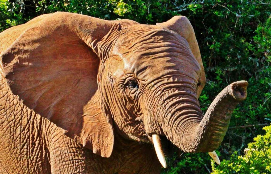 100 Fascinating Elephant Facts (For Kids & Curious Adults) | 2026 ...