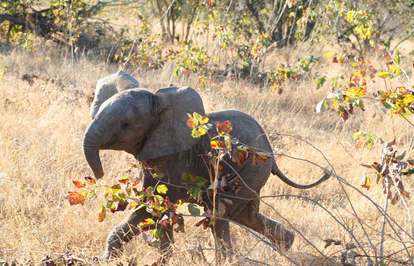 100 Surprising Facts About Elephants For Kids (2025) - Milwaukee With Kids