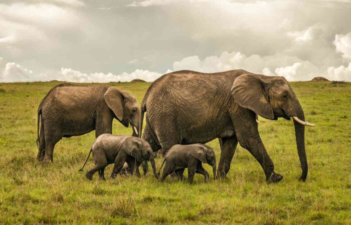100 Surprising Facts About Elephants For Kids (2025) - Milwaukee With Kids