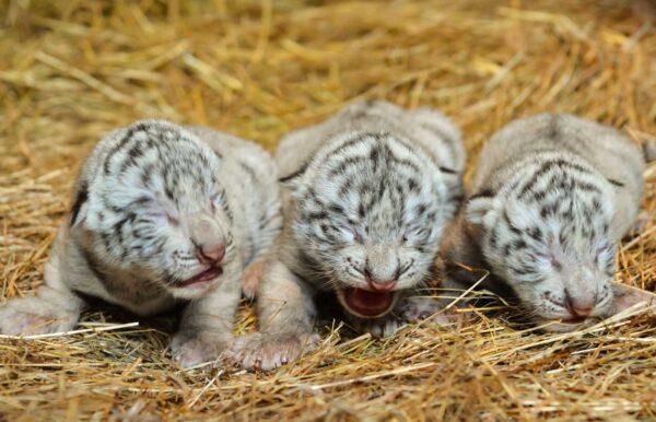 100 Tiger Facts for Kids & Students (Fun, Educational & Surprising ...